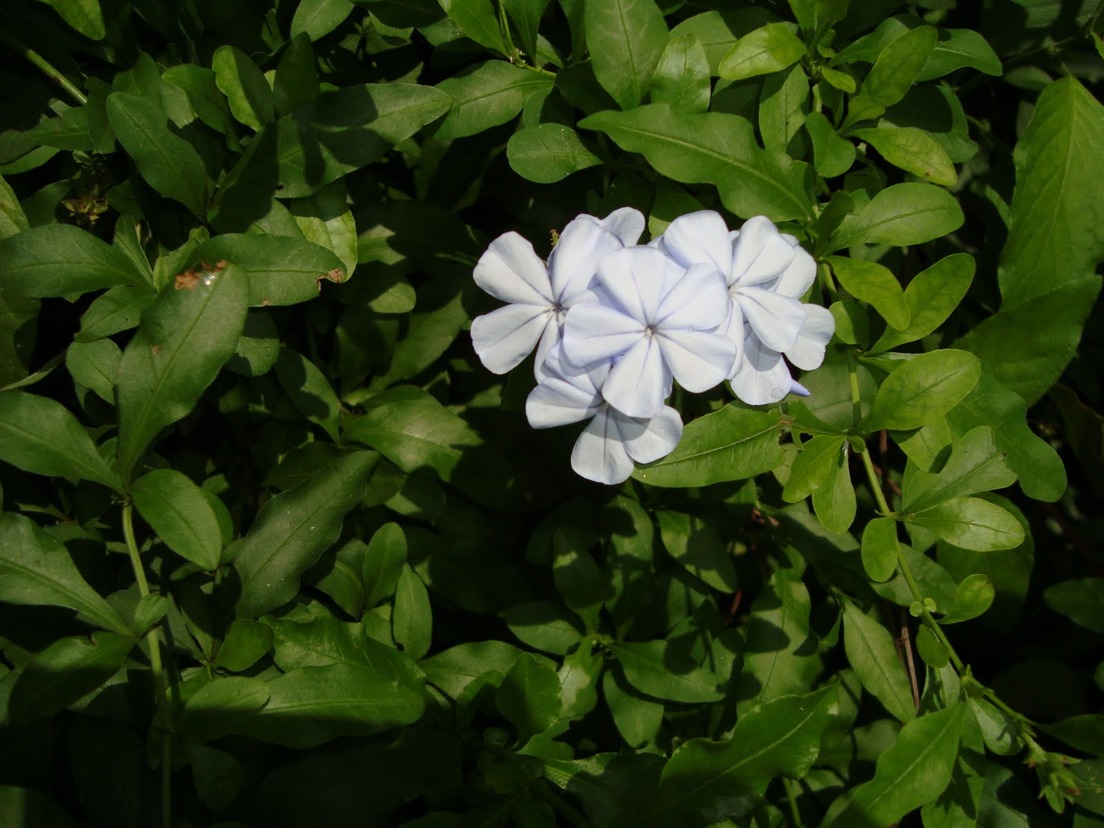 A beleza efêmera das flores