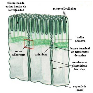 Estudiantes: Dominios Celulares