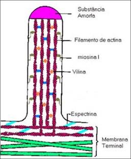 Estudiantes: Dominios Celulares