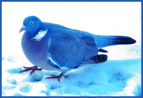 The BLOG: The Blue Pigeon