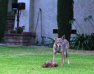 Chicken killing coyotes on the rise in California – Chicken News