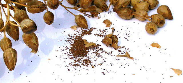 Pheasant Place: Growing tobacco