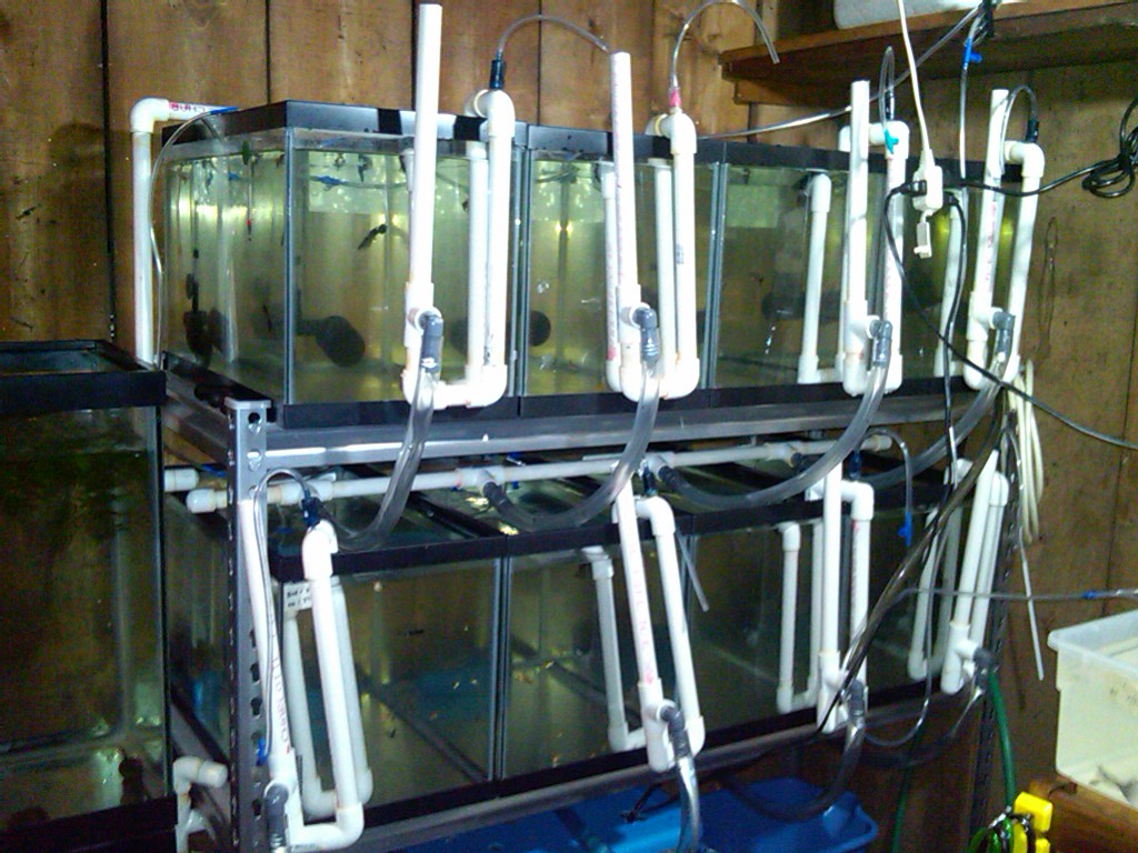Jabra's Fancy Guppies: PVC Overflow System Test run on my fishroom