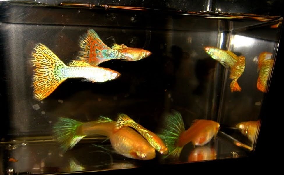 Jabra's Fancy Guppies: Updated Guppy Strains List