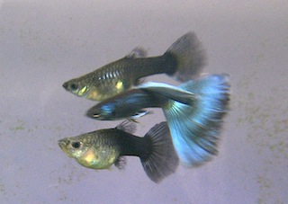 Jabra's Fancy Guppies: Updated Guppy Strains List