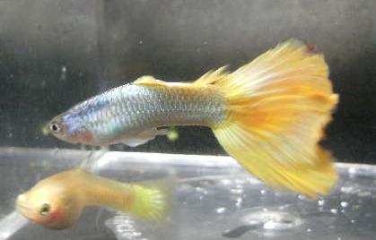 Jabra's Fancy Guppies: Updated Guppy Strains List