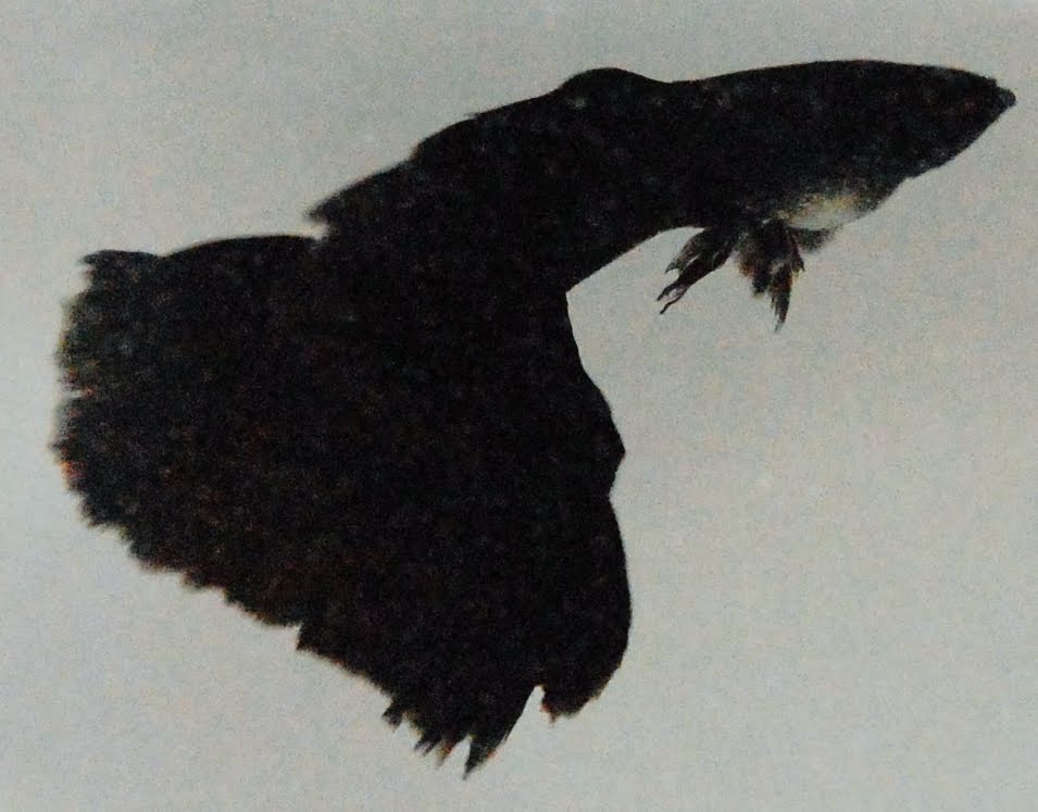 Jabra's Fancy Guppies: Small Videos from my Fish Tanks