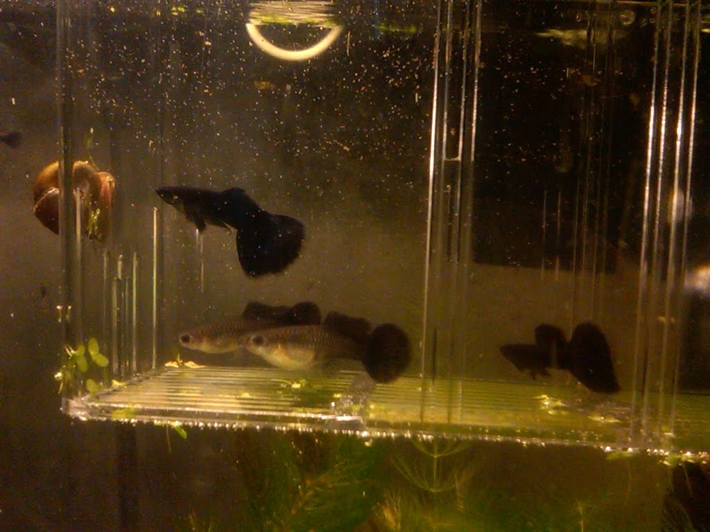 Jabra's Fancy Guppies: Updated Guppy Strains List