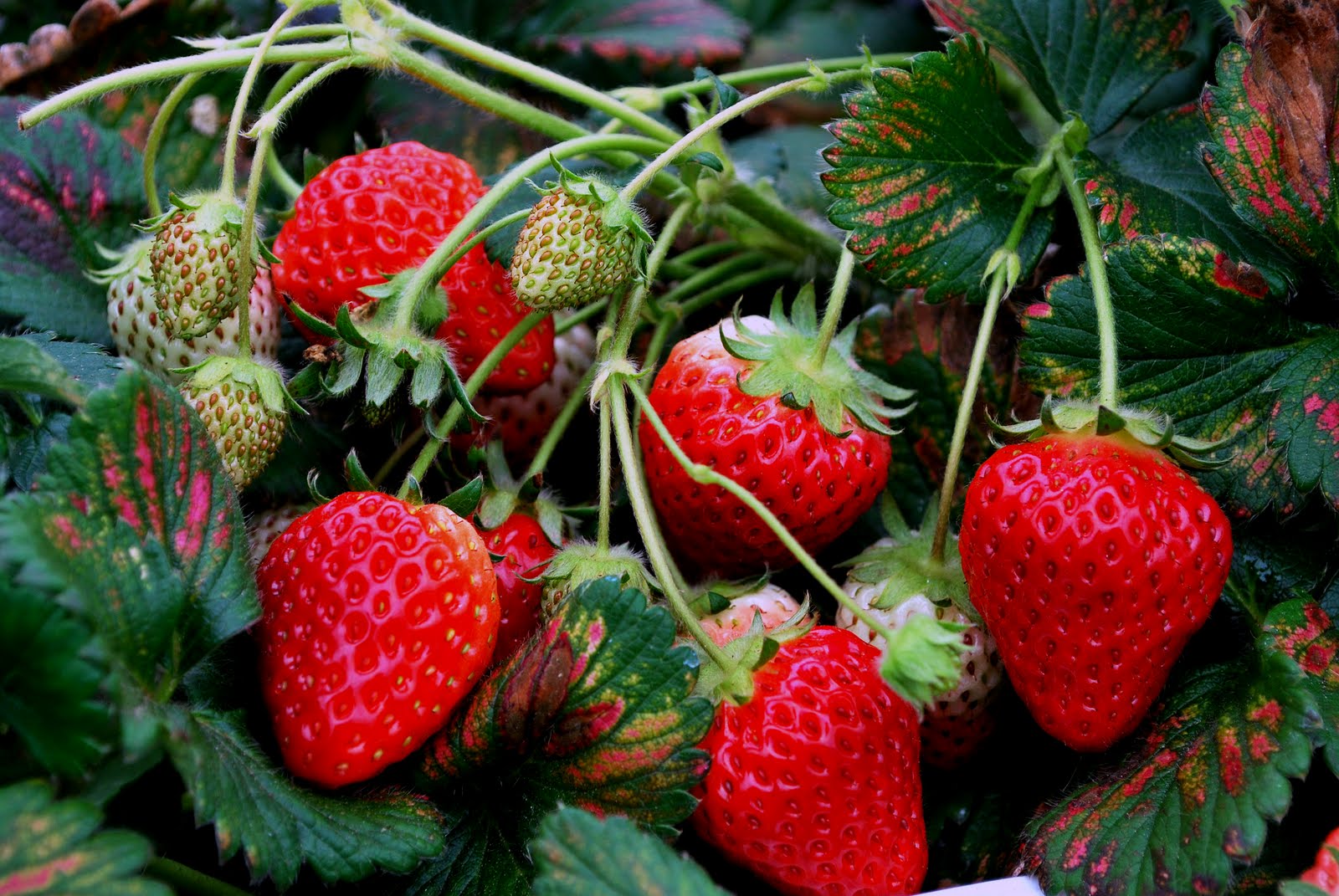 TRAVELOG: Strawberry Picking in Misawa