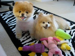 Shari Says: Boo the Most Popular Pom