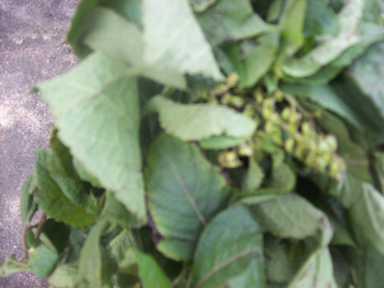 Agric. Products in Lagos Markets.: Article 59: "EFINRIN" (The Scent Leaf)