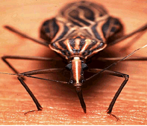 trypanosoma cruzi: INTRODUCCION