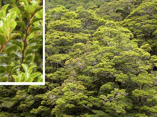 Nothofagus antartica , nombre común o vulgar Ñire, Ñirre (chile ) otros ...