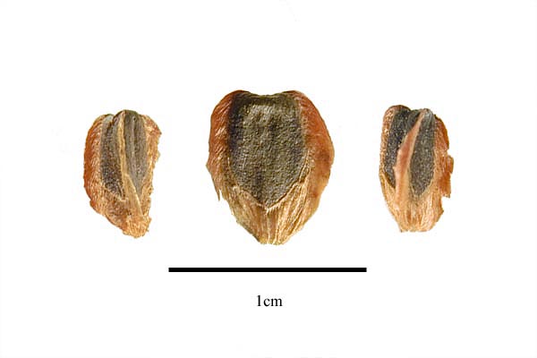 Nothofagus antartica , nombre común o vulgar Ñire, Ñirre (chile ) otros ...