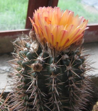Notocactus ottonis , nombre común o vulgar Notocactus : El Mundo y sus ...