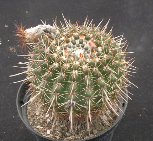 Notocactus ottonis , nombre común o vulgar Notocactus : El Mundo y sus ...