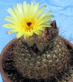 Notocactus ottonis , nombre común o vulgar Notocactus : El Mundo y sus ...