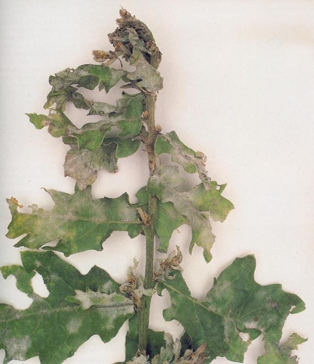 Oidio : El Mundo y sus Plantas