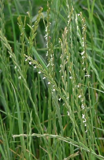 Lolium perenne , nombre comun Raigrás ,Raygrass ,Rye grass perenne o ...