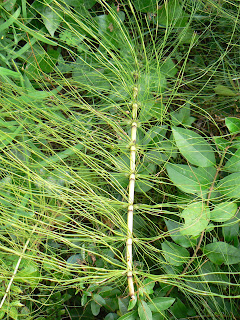 Isla Muir: Equisetos