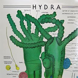 Nest: It's Educational