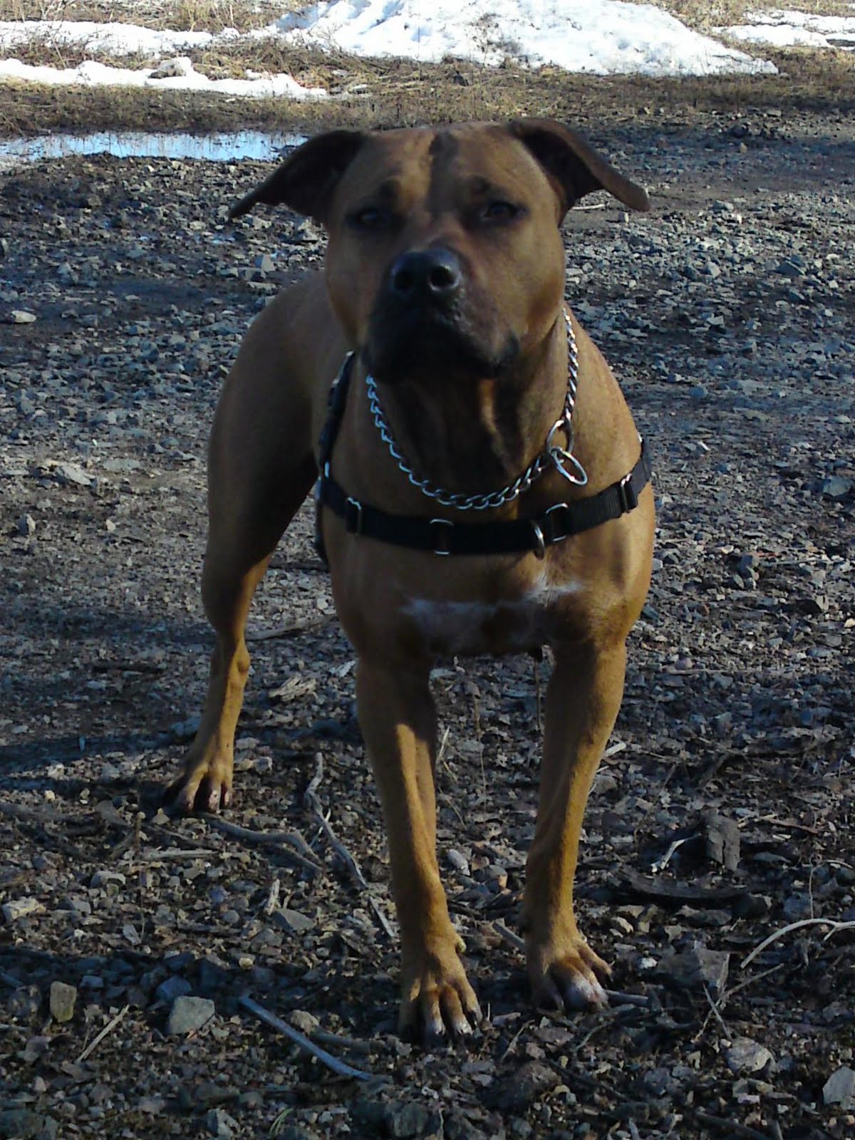 Amstaff blandisar