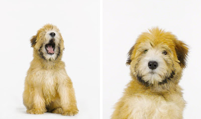 Sharon Montrose - Commercial Animal Photographer, Dog Pictures, Dog ...