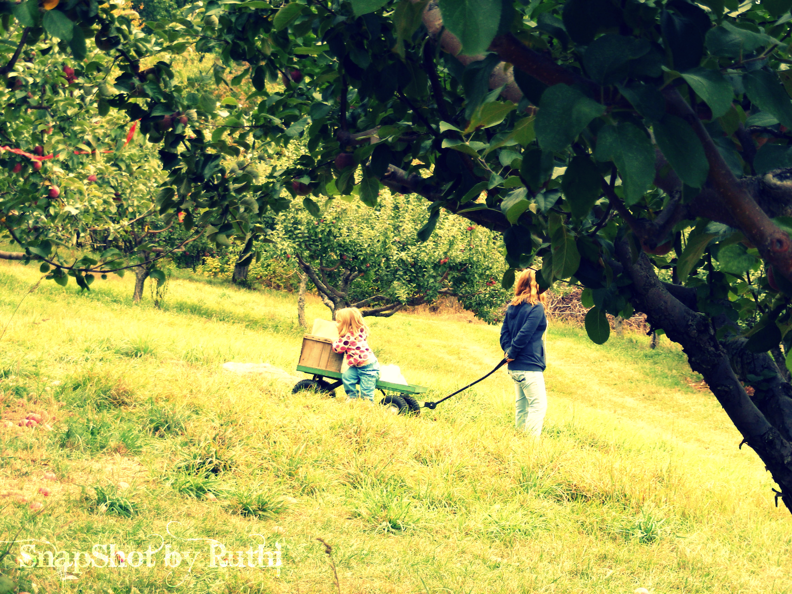 RuthinianGregoire: PYO Apple