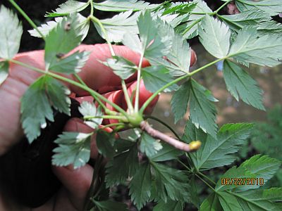 American Homesteading: Yellow root , the Spring, and Jumping Boys