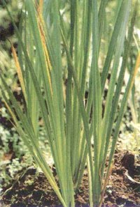 Subhanallah: KHASIAT TANAMAN JANGU (ACORUS CALAMUS)