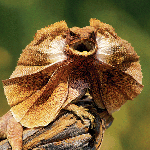 FUNFAIR: LOS SAURIOS