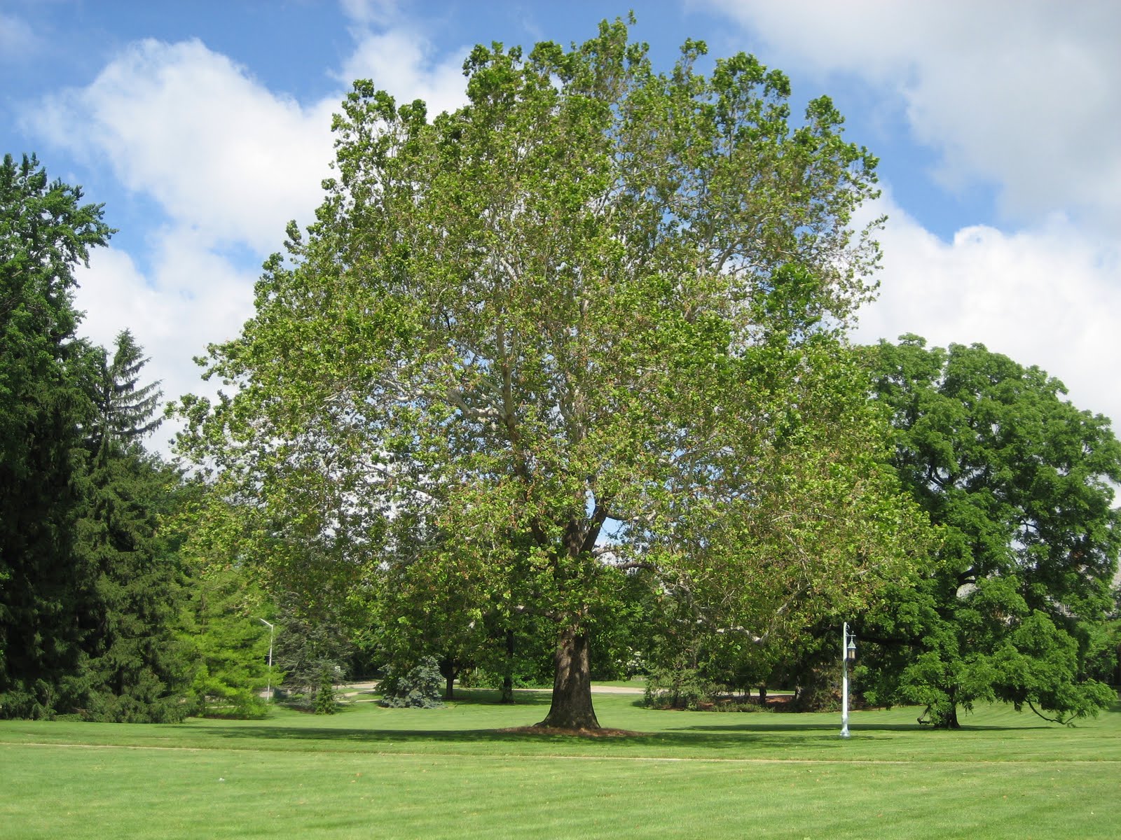 Oak Openings and Observations: The Sycamores of Michigan State