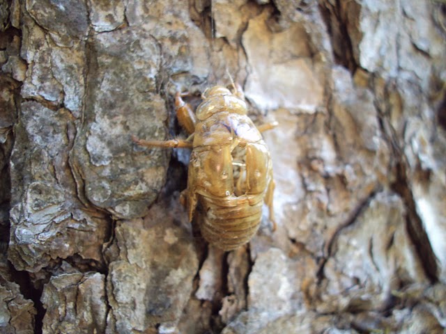 Shali Heights - A Himalayan Home. : The noise of Cicada