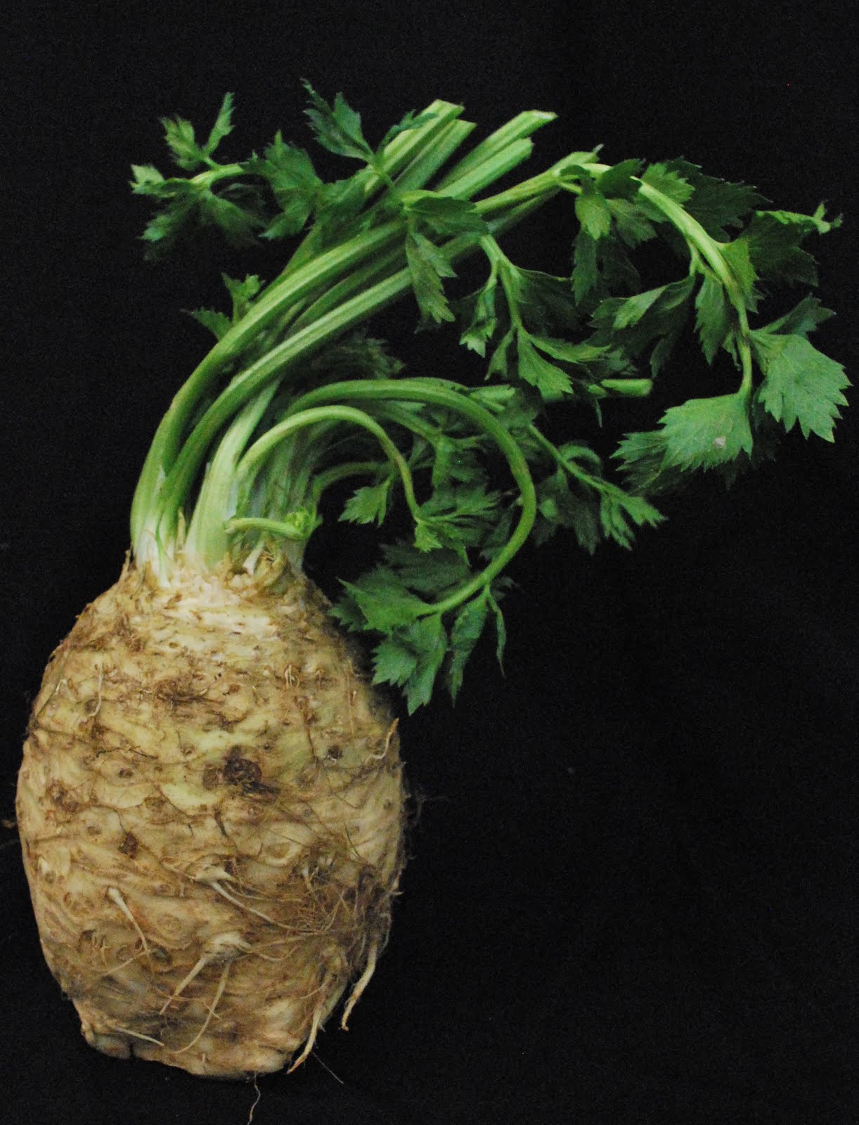 CoNViviAlita: Falling in love with Celeriac