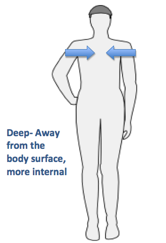 Anatomy2hour: Organization and Directional Terms