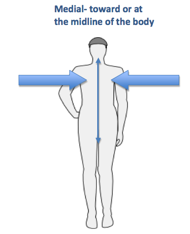 Anatomy2hour: Organization and Directional Terms