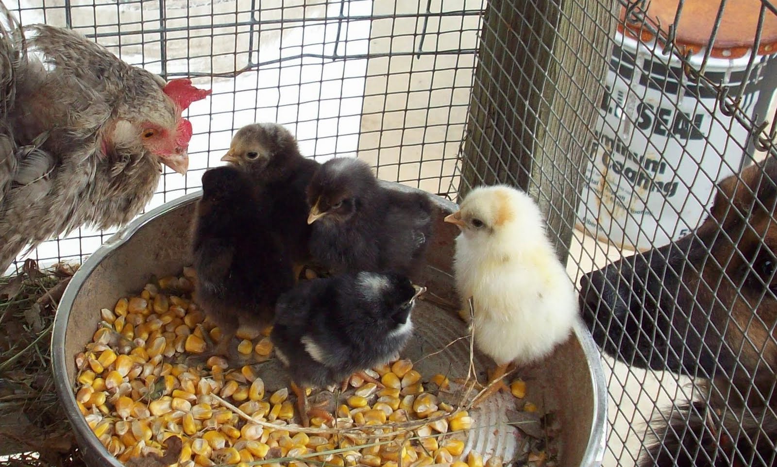 Life is a Journey: Mother Hen and Her Five Baby Chicks