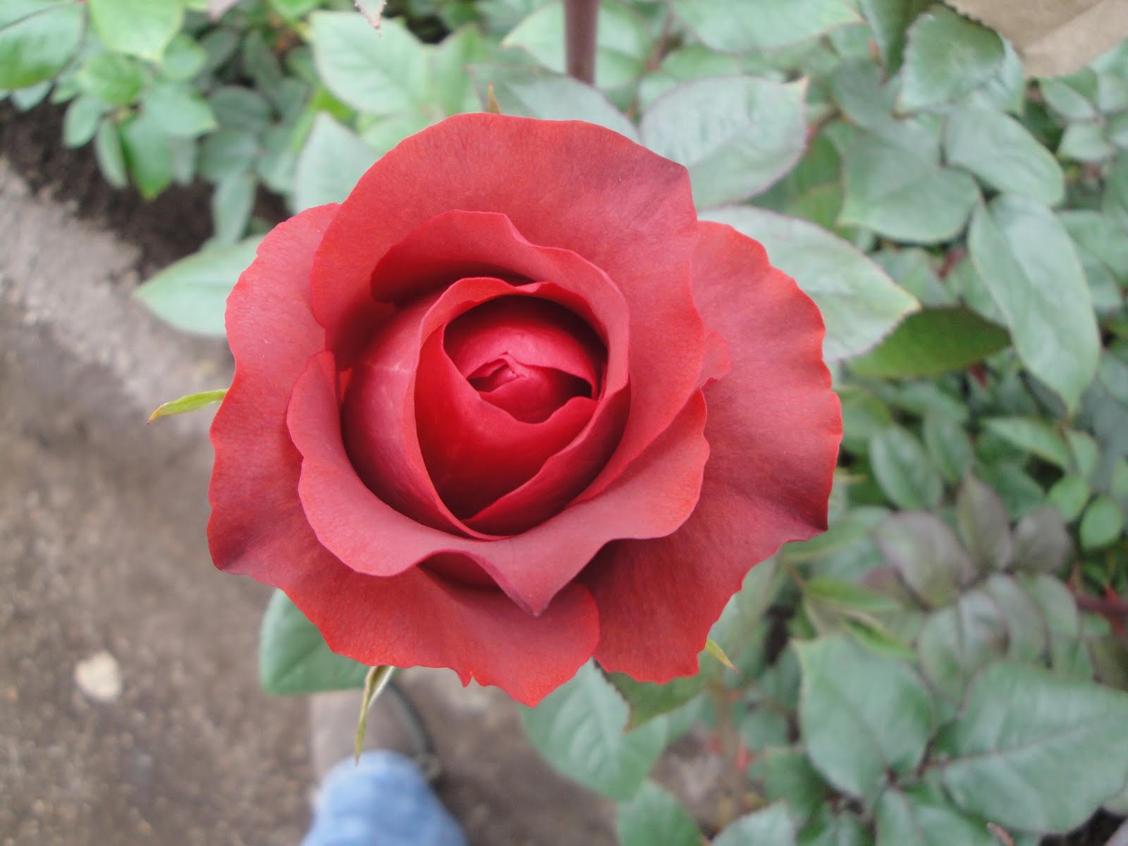 David Powers AIFD: Great new Matilda Rose