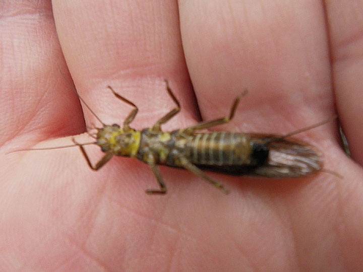 Fly and Fin: Stone Flies