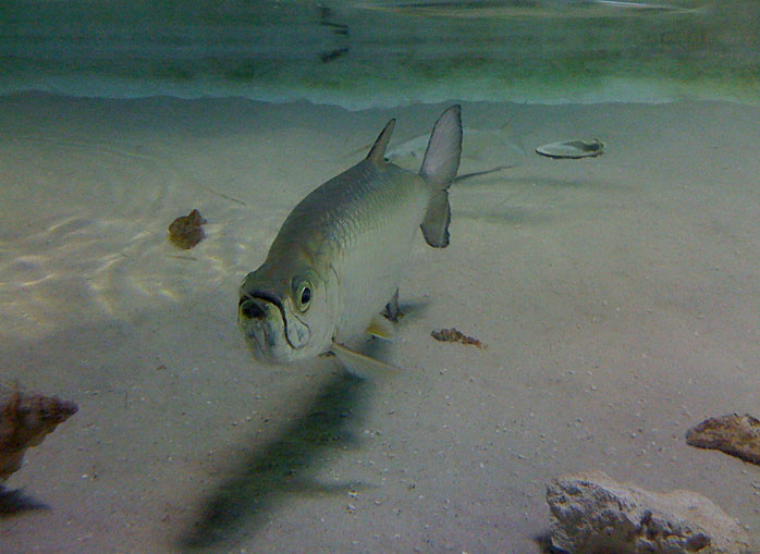 Fly and Fin: Up close with a Baby Tarpon