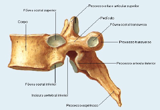 FISIOTERAPIA NOTA 10: CERVICALGIA