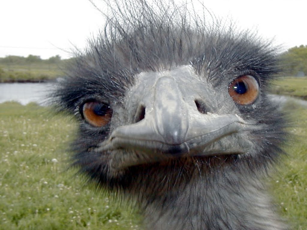 A hop around Australia: the emu A hop around Australia: the emu