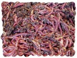 BREEDER CUCAK ROWO & MURAI BATU YOGYAKARTA: MAKANAN CUCAK ROWO