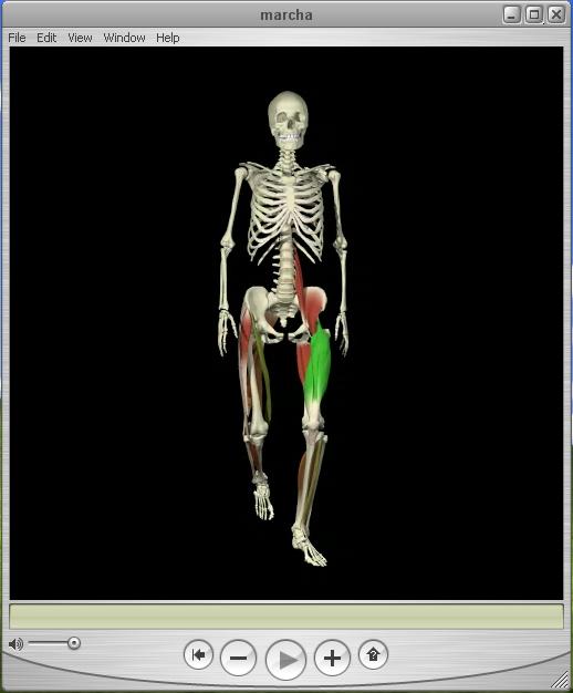 FISIOTERAPIA ATUAL: Modelo 3D para estudo da marcha humana