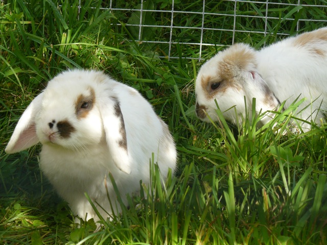 Famous Hat: Norwegian Bunnies