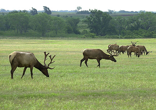 Elk Calls | Elk Hunting Tips