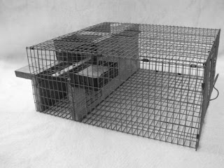 Sparrow & Starling Humane Bird Trap