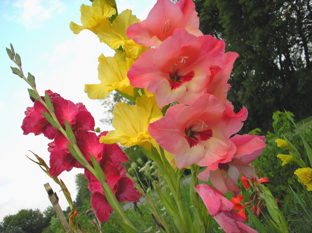 Lasbellasflores: Gladiola