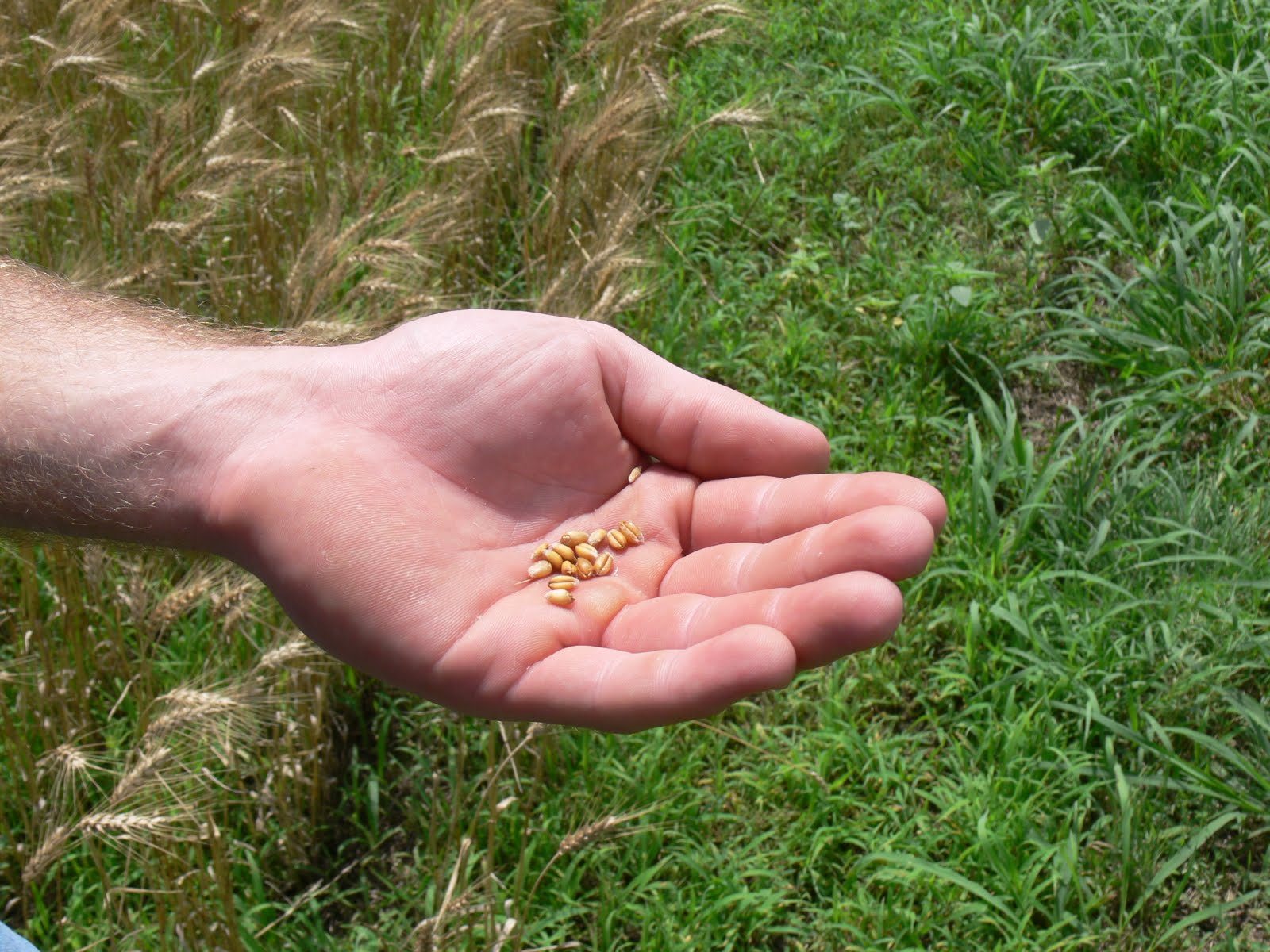 Dougintology: How to tell when to harvest the wheat