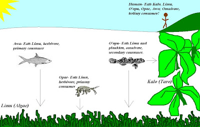 Outdoor Science: Maui's Loko I'a Kalo